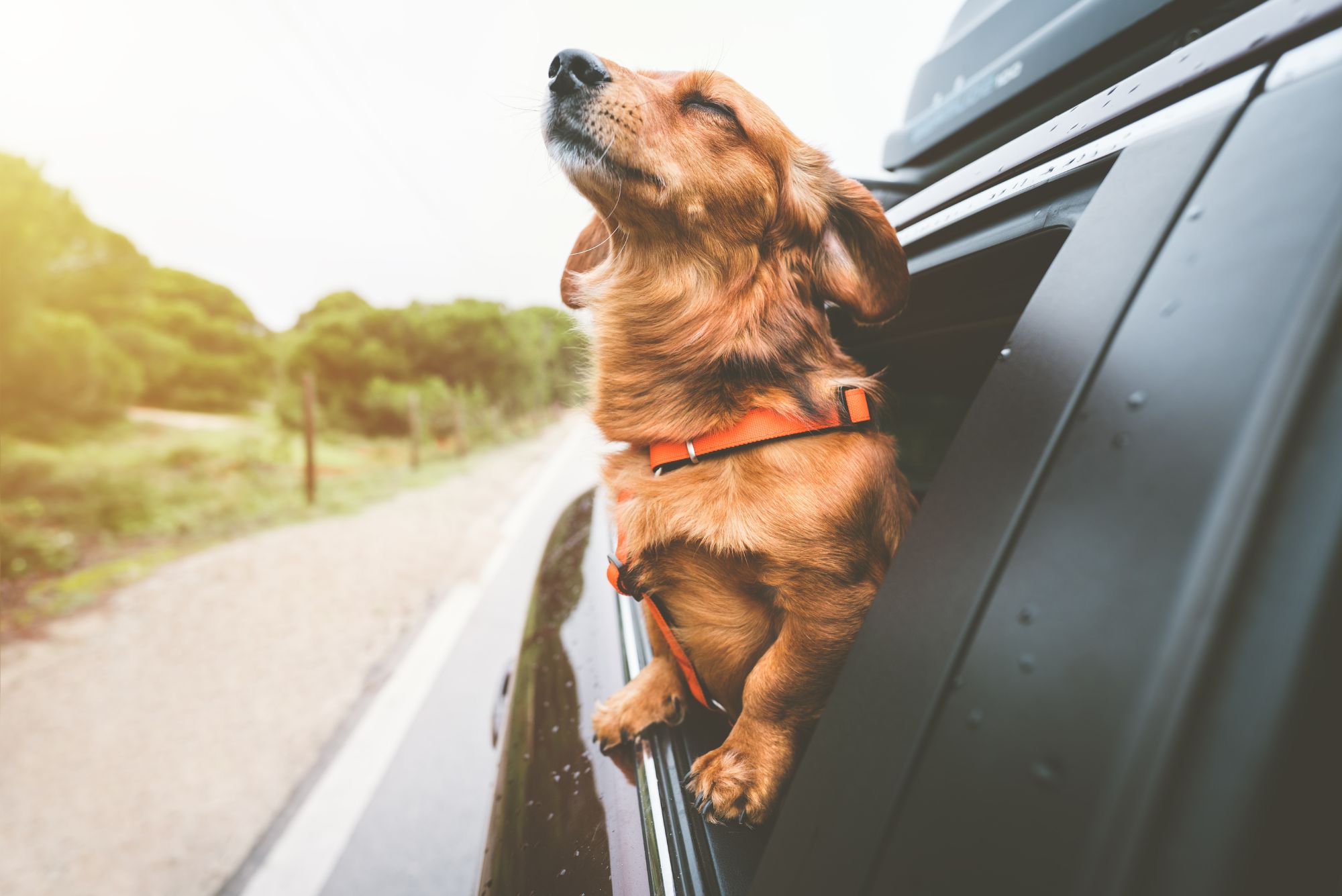 How To Have a Safe and Fun Road Trip With Your Pet